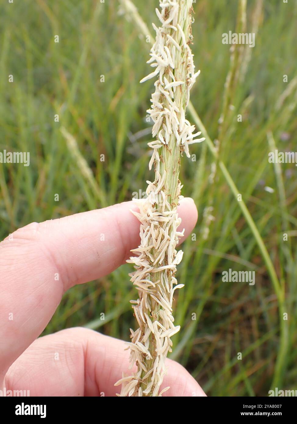 Saltmarsh Cordgrass (Sporobolus alterniflorus) Plantae Stock Photo - Alamy