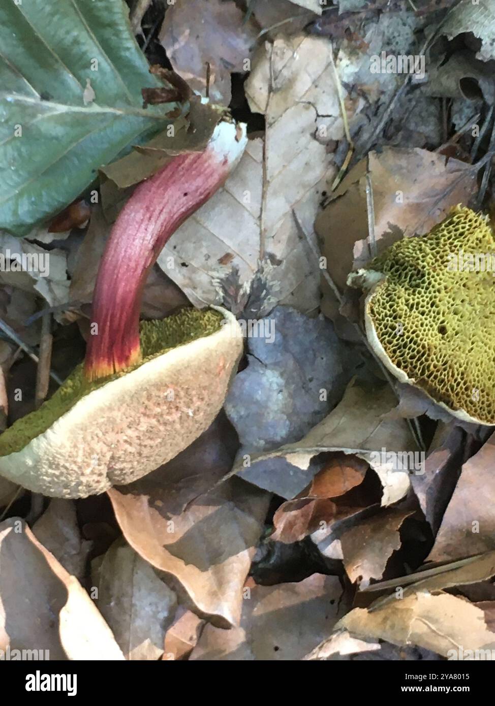 Red-cracking Bolete (Xerocomellus chrysenteron) Fungi Stock Photo - Alamy