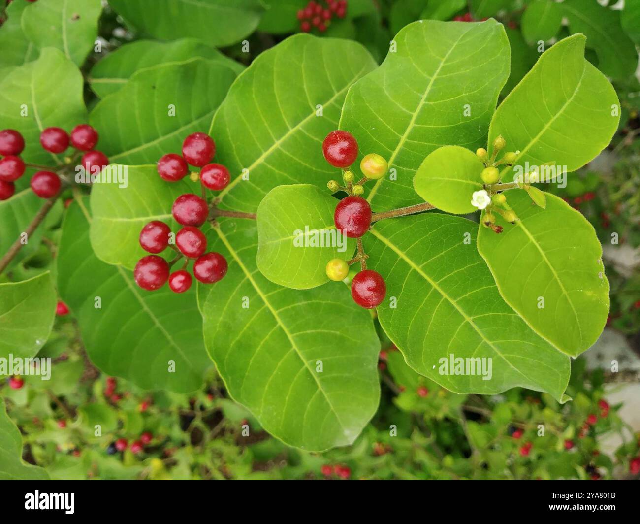 Be Still Tree (Rauvolfia tetraphylla) Plantae Stock Photo - Alamy