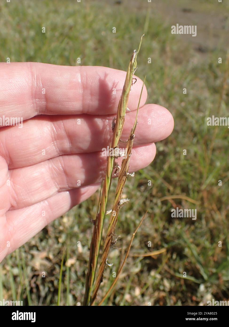 common cordgrass (Sporobolus anglicus) Plantae Stock Photo - Alamy