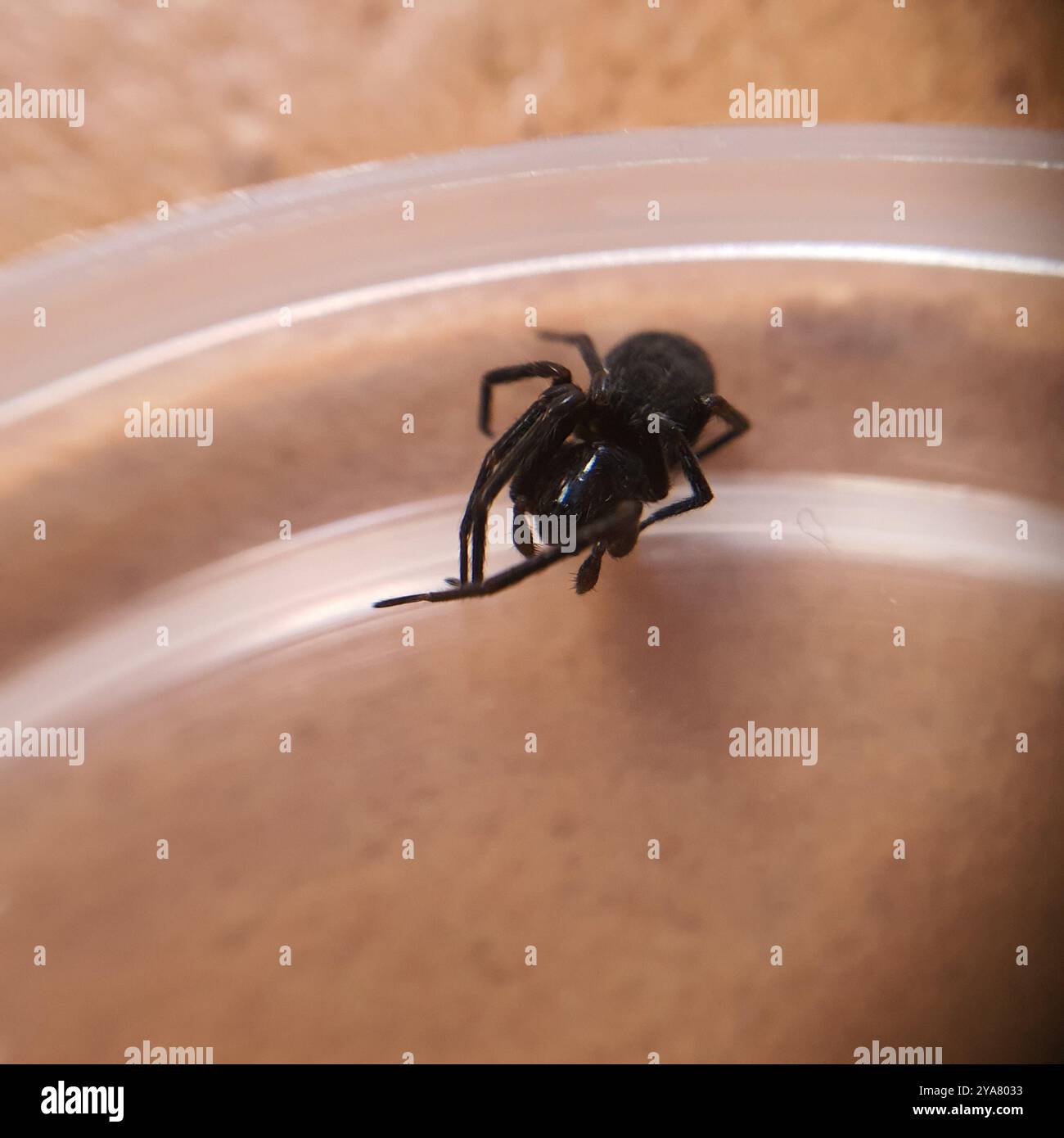 Badumna spider hi-res stock photography and images - Alamy