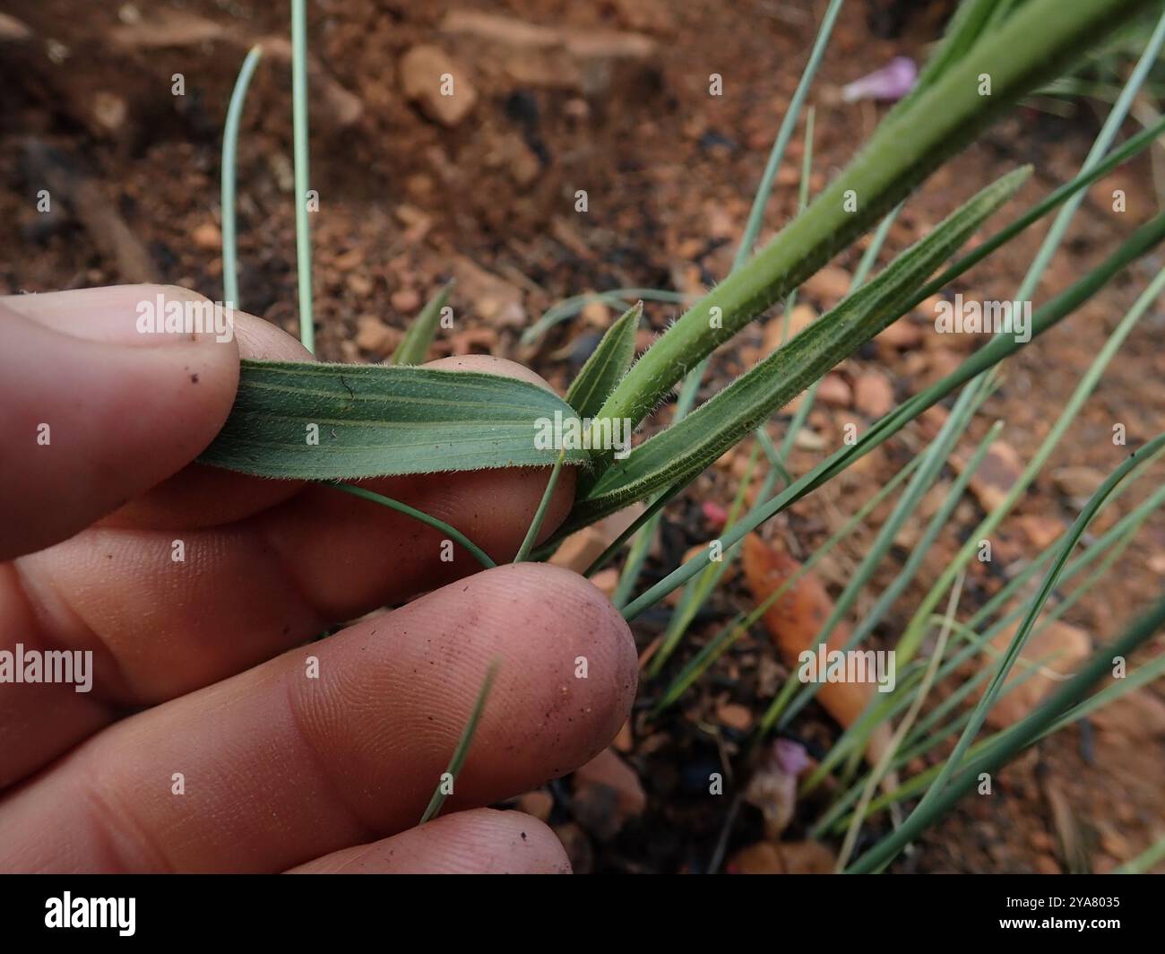 (Afroaster serrulatus) Plantae Stock Photo - Alamy