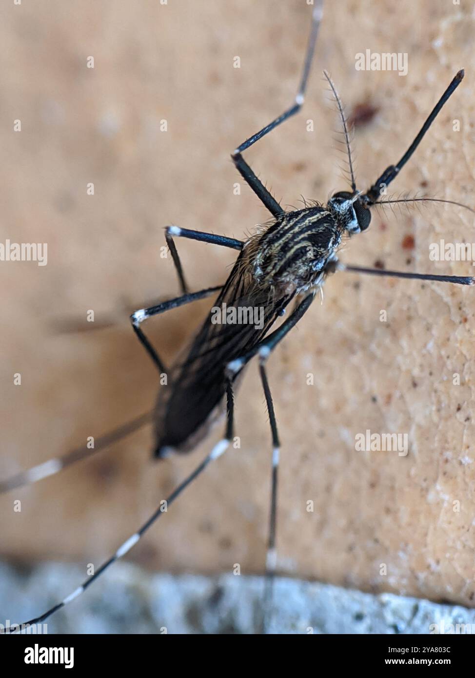 Asian Bush Mosquito (Aedes japonicus) Insecta Stock Photo - Alamy