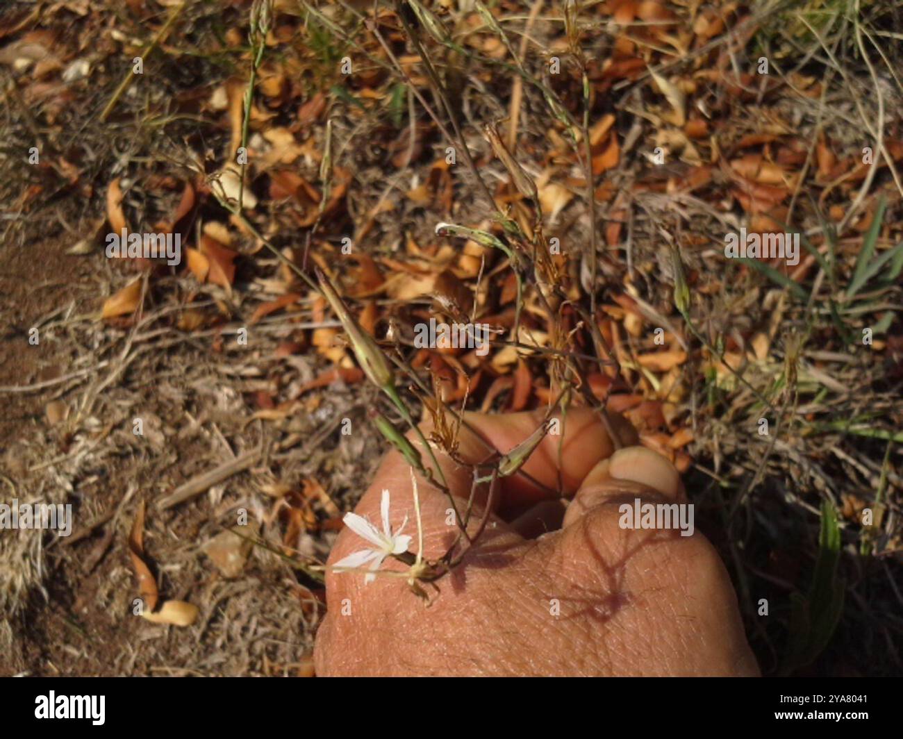 African Lettuce (Lactuca inermis) Plantae Stock Photo - Alamy