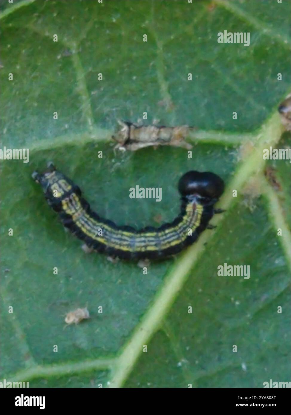 California Oak Moth (Phryganidia californica) Insecta Stock Photo - Alamy