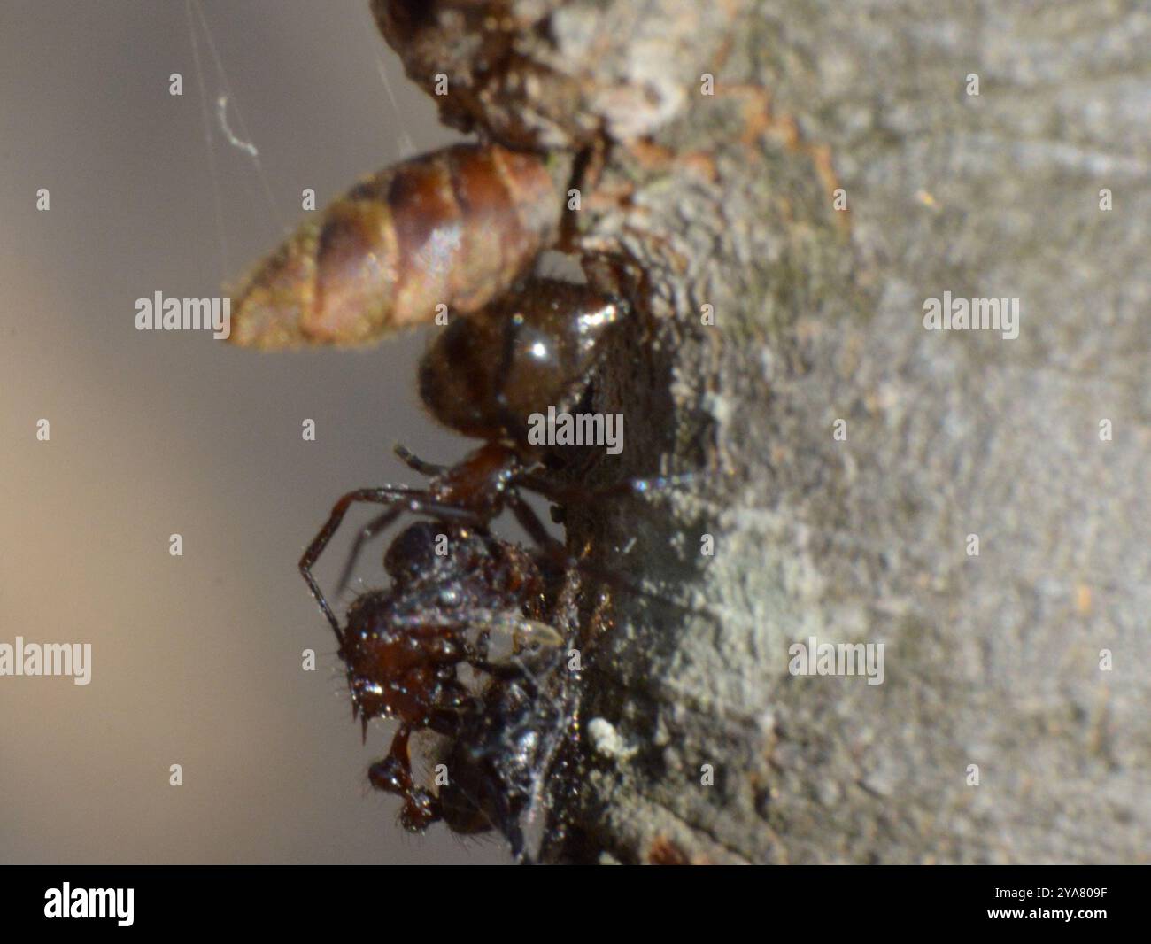 Ant-eating Spiders (Euryopis) Arachnida Stock Photo - Alamy