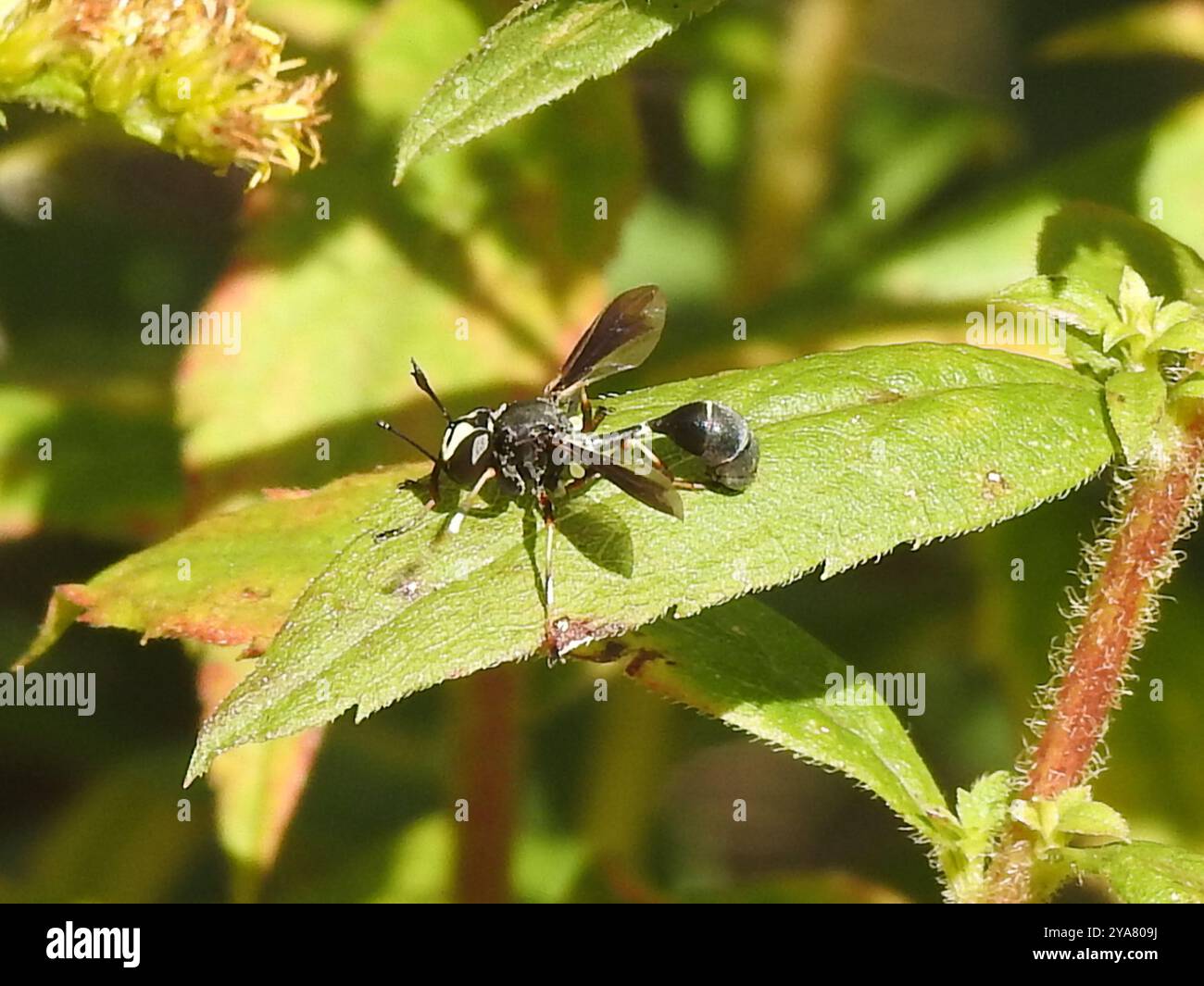 (Physocephala tibialis) Insecta Stock Photo - Alamy