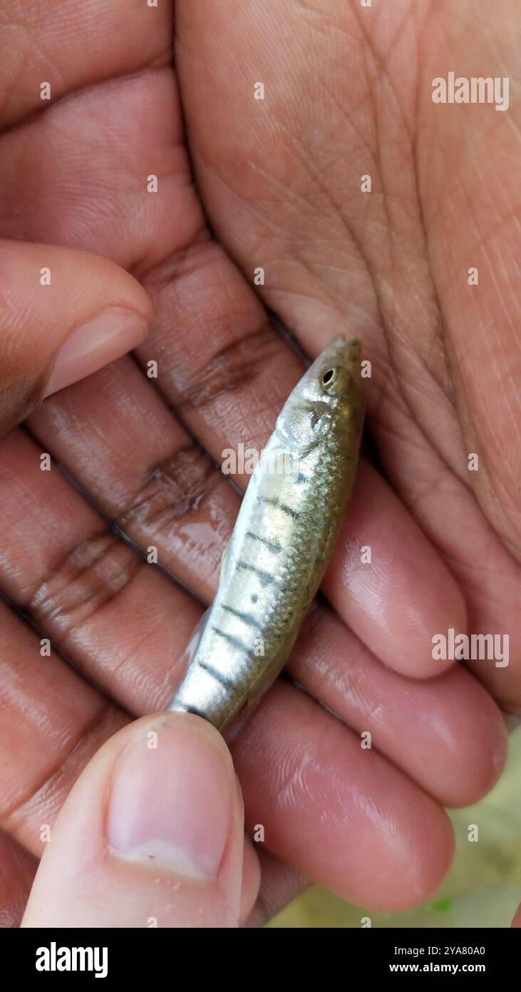 Striped Killifish (Fundulus majalis) Actinopterygii Stock Photo - Alamy