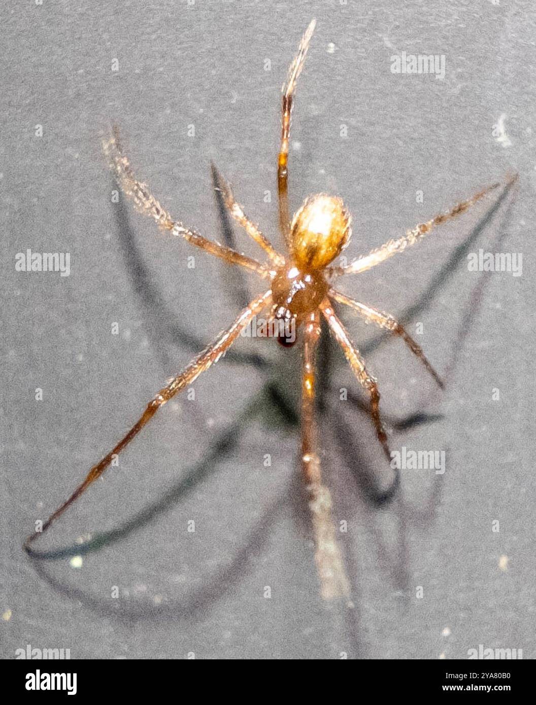 Comb-footed Spiders (Theridiidae) Arachnida Stock Photo - Alamy