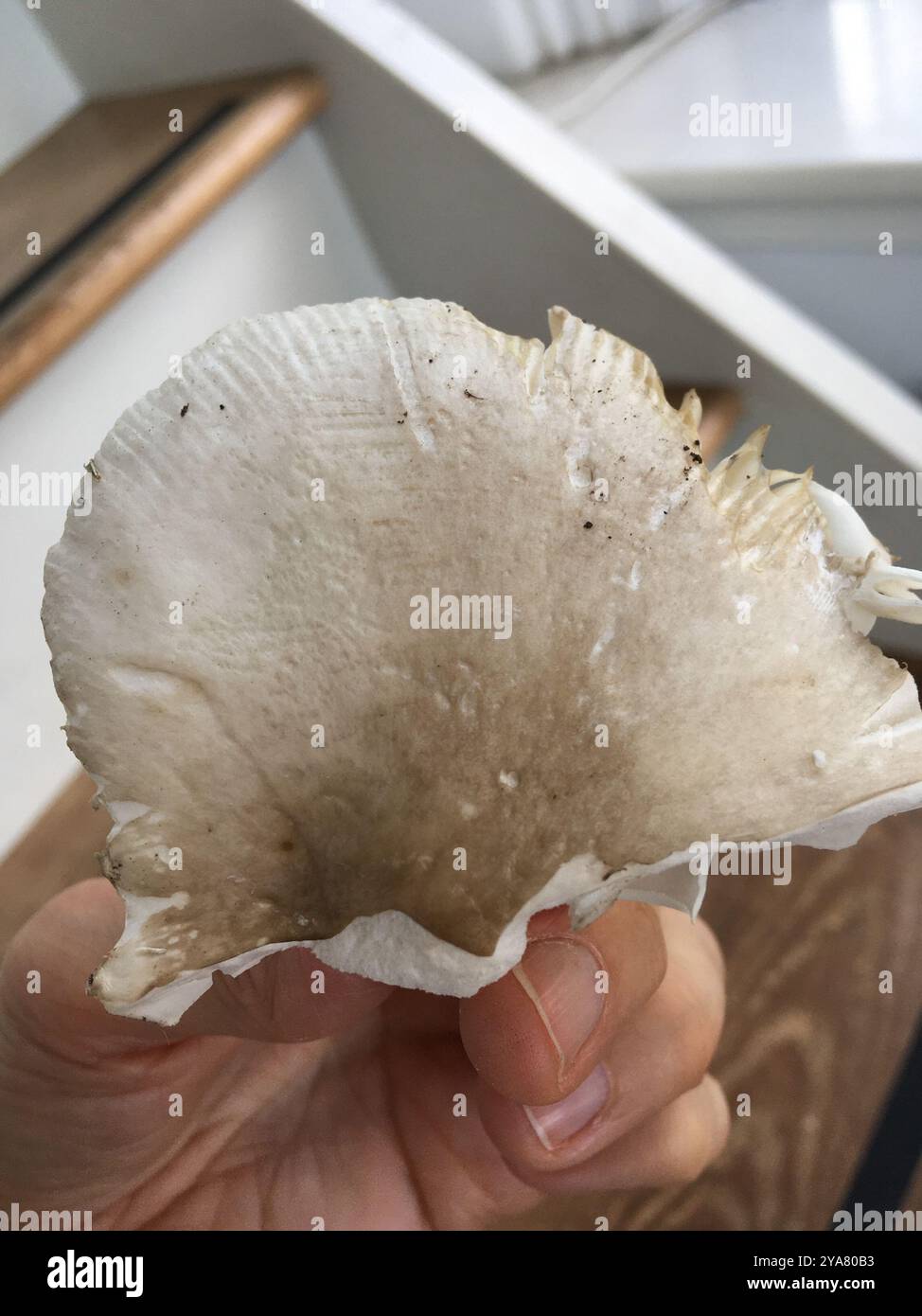 Hated Caesar (Amanita spreta) Fungi Stock Photo - Alamy