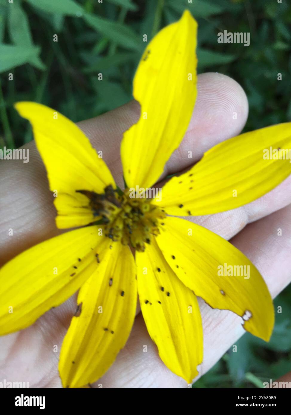 Greater Tickseed (Coreopsis major) Plantae Stock Photo - Alamy