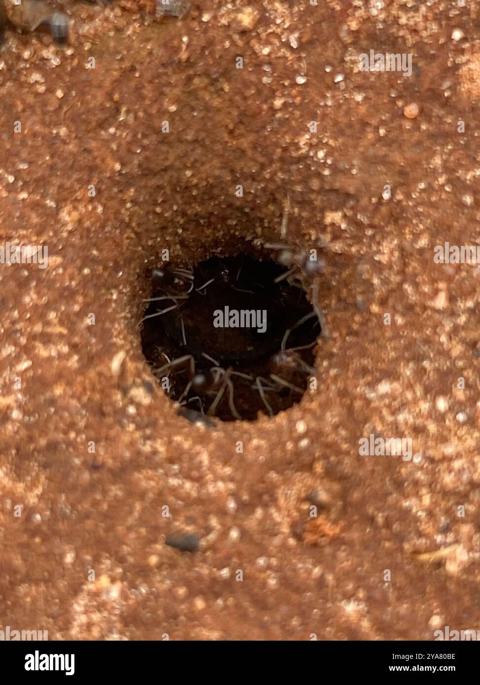 Pyramid Ants (Dorymyrmex) Insecta Stock Photo - Alamy