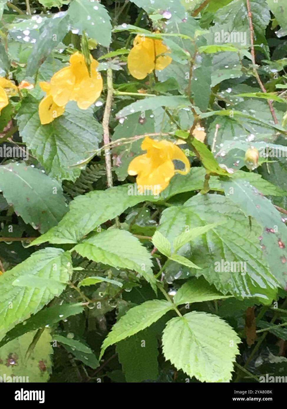 Touch-me-not Balsam (Impatiens noli-tangere) Plantae Stock Photo - Alamy