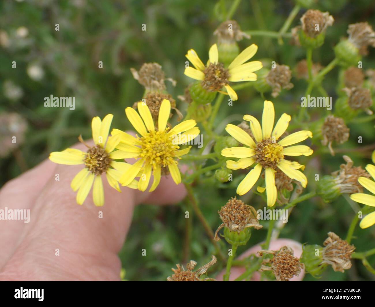 Hoary Ragwort (Jacobaea erucifolia) Plantae Stock Photo - Alamy