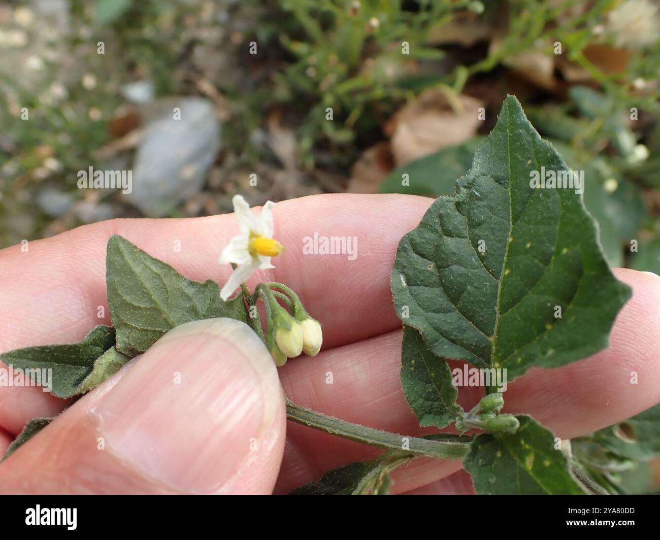 black nightshade (Solanum nigrum) Plantae Stock Photo - Alamy