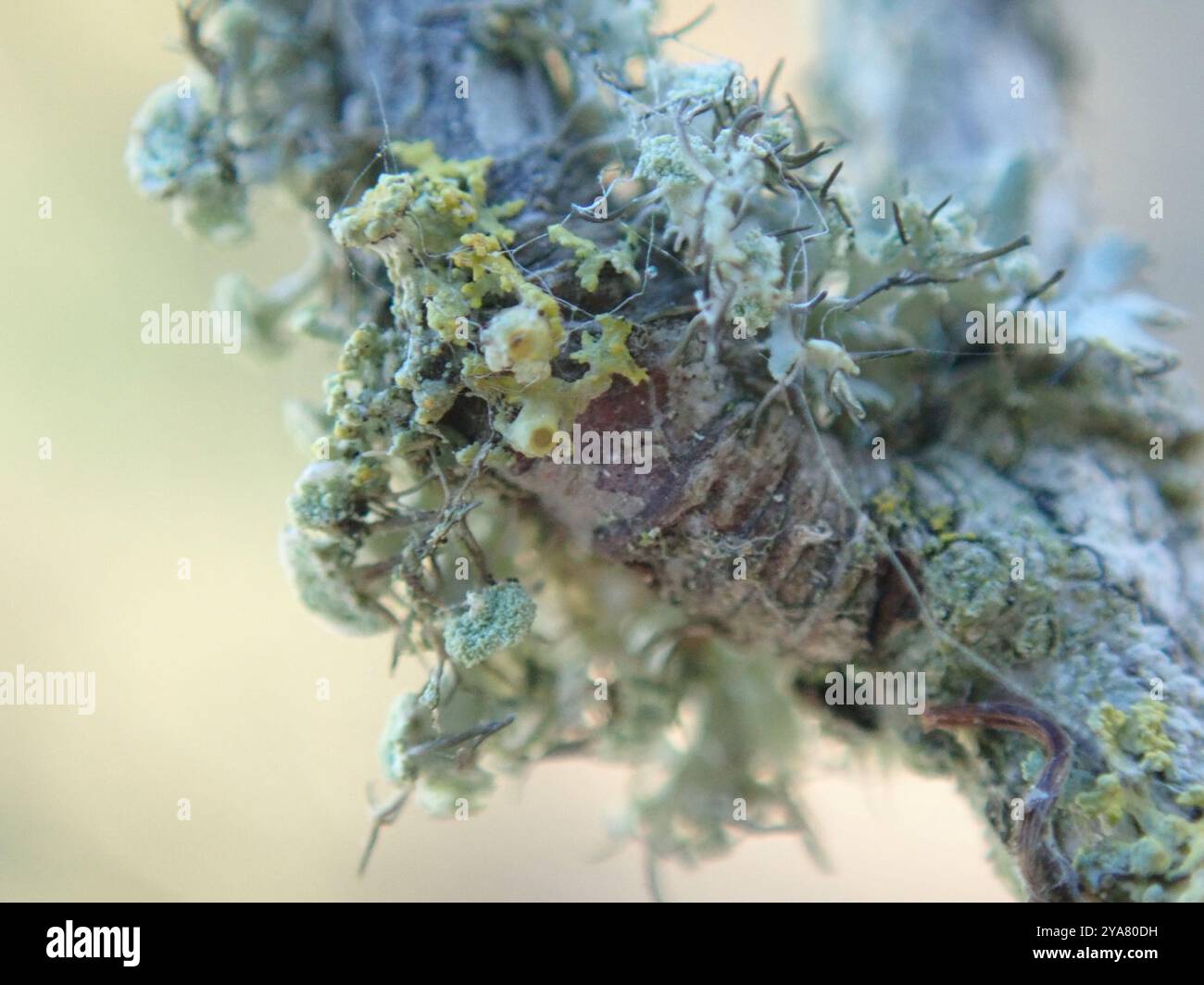 Fringed Rosette Lichen (Physcia tenella) Fungi Stock Photo - Alamy