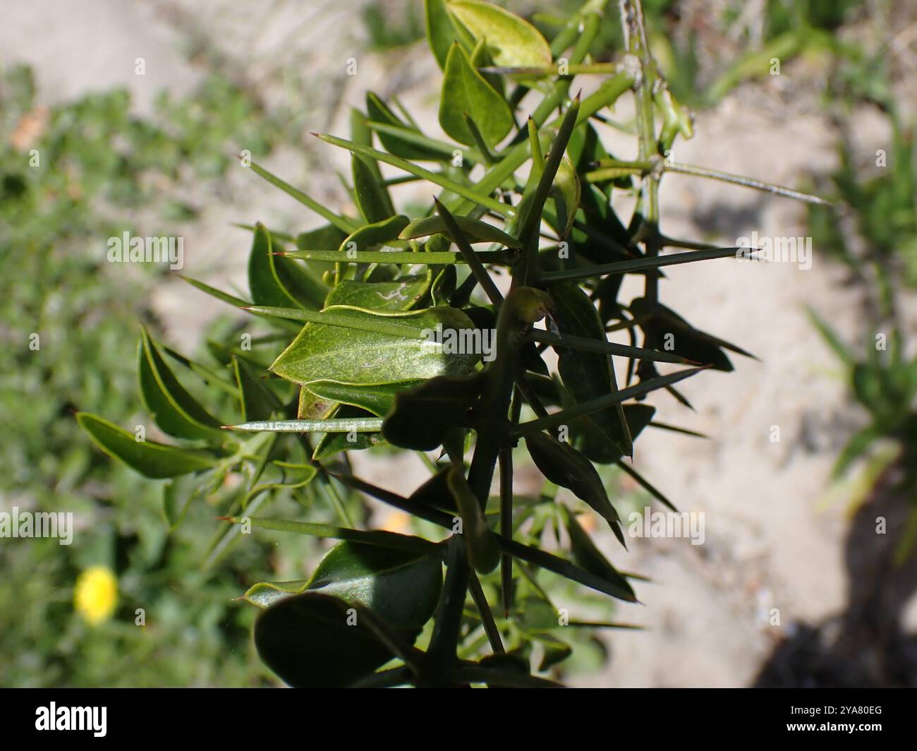Needle Bush (Azima tetracantha) Plantae Stock Photo - Alamy