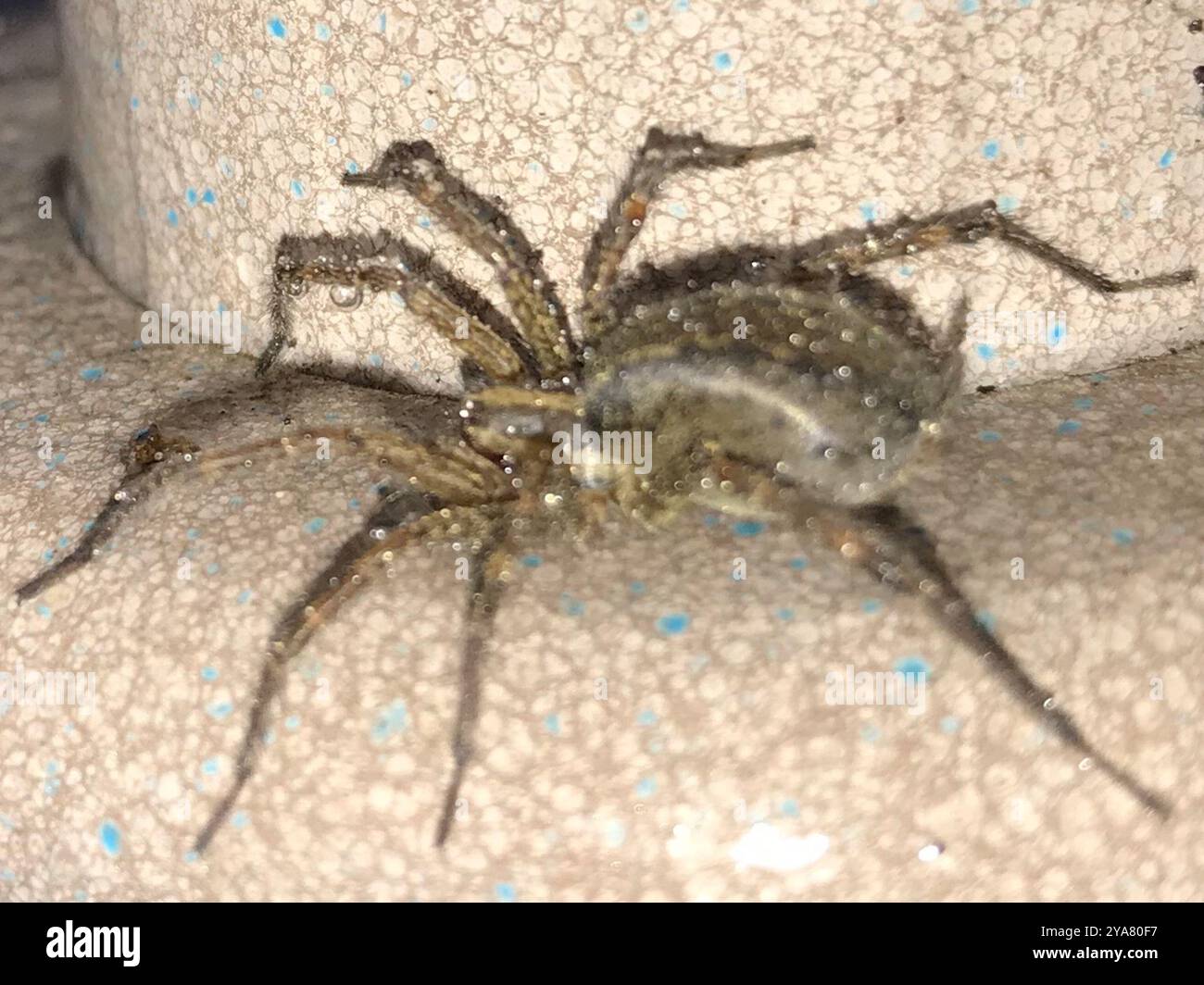 RTA Clade Spiders (Rta clade) Arachnida Stock Photo - Alamy