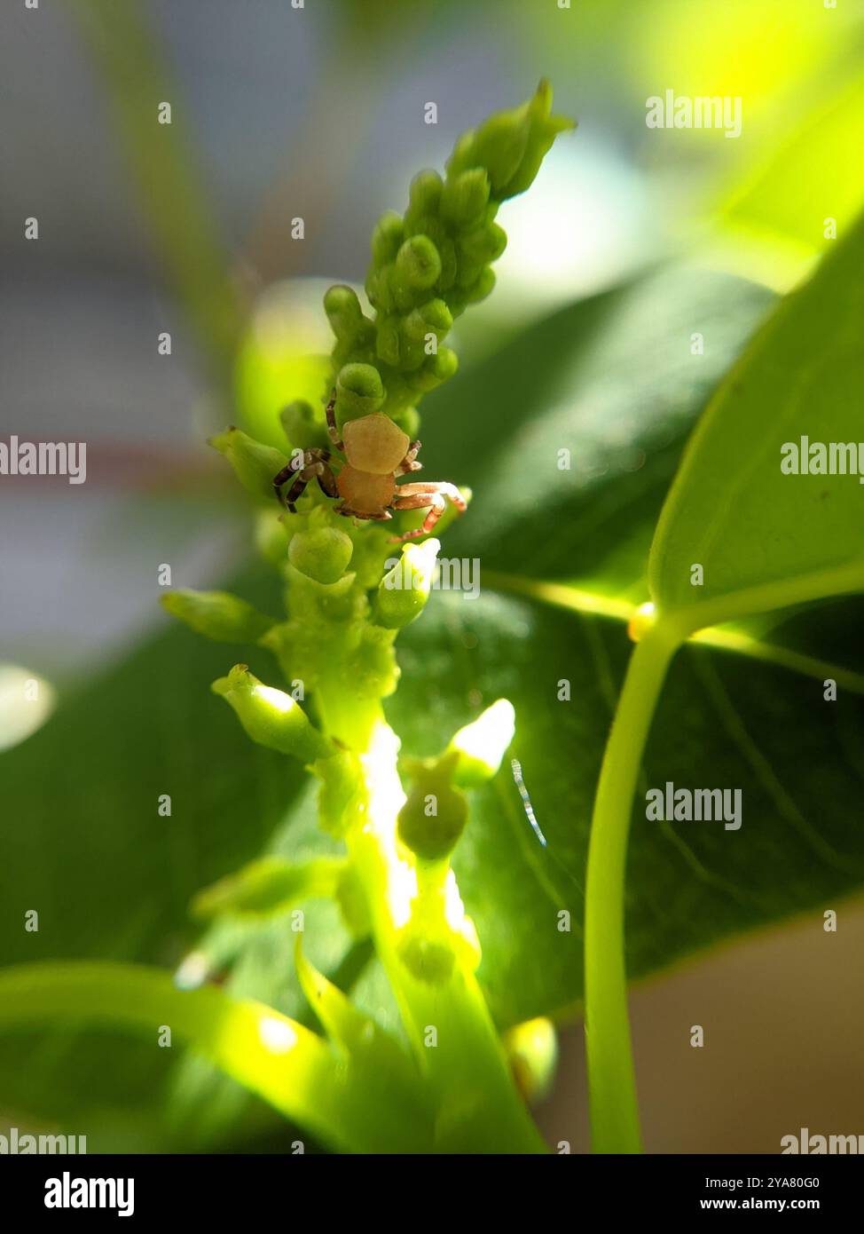 Spectacular Crab Spider (Thomisus spectabilis) Arachnida Stock Photo ...