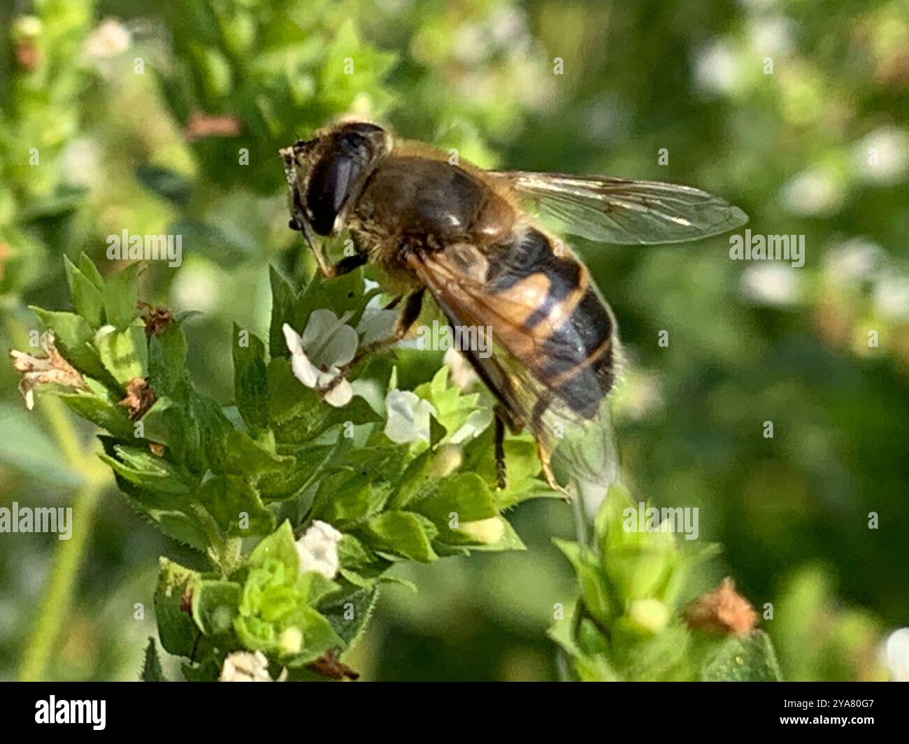 Common Drone Fly (Eristalis tenax) Insecta Stock Photo - Alamy