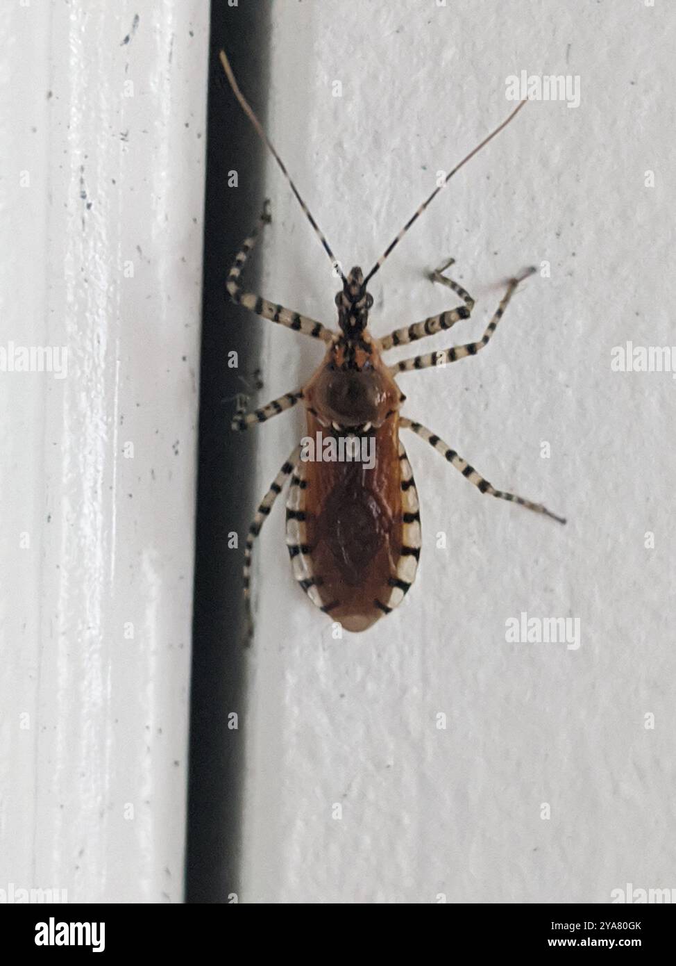 Ringed Assassin Bug (Pselliopus cinctus) Insecta Stock Photo - Alamy