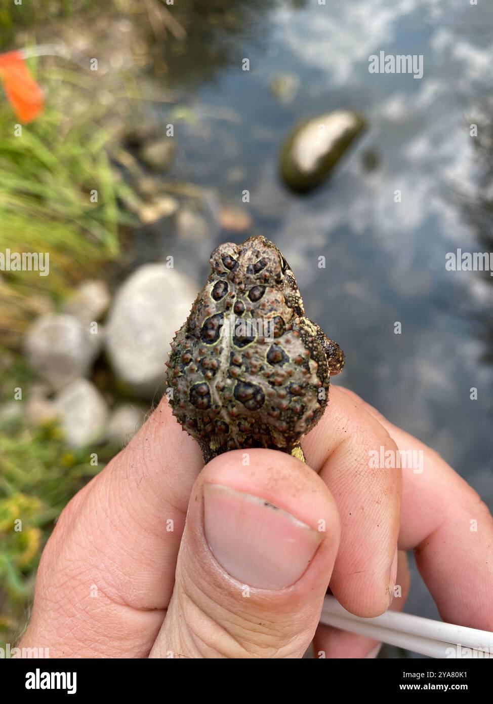 Canadian Toad (Anaxyrus hemiophrys) Amphibia Stock Photo - Alamy