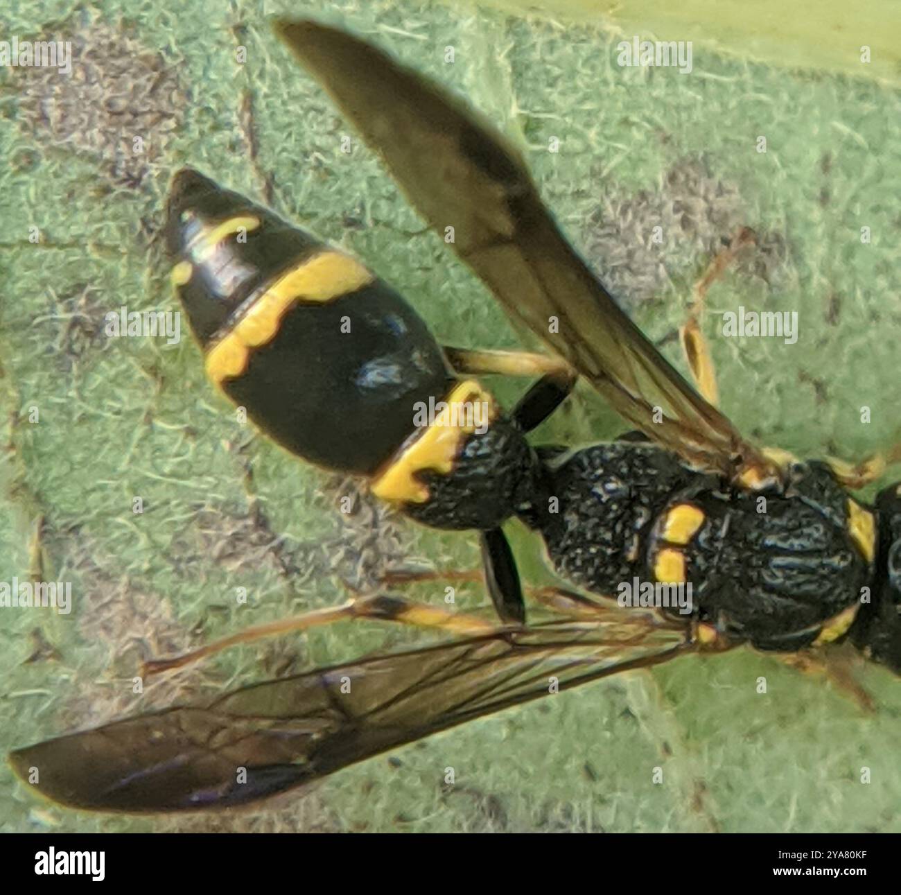 Canadian Potter Wasp (Symmorphus canadensis) Insecta Stock Photo - Alamy