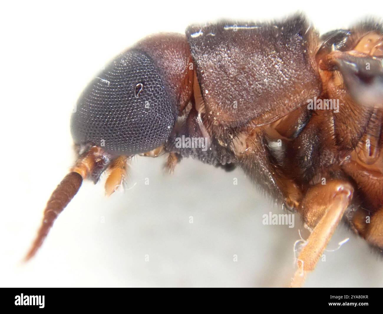 Ship-timber Beetles (Atractocerus) Insecta Stock Photo - Alamy