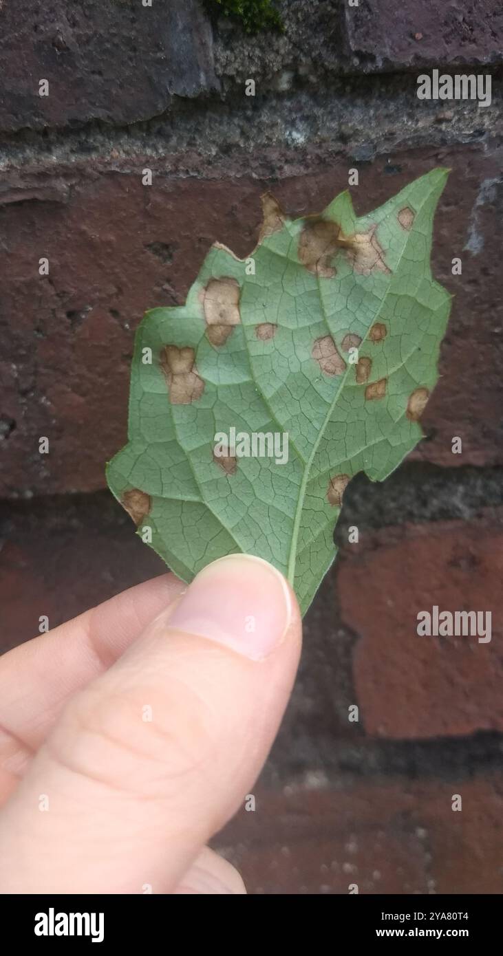 Phyllosticta hi-res stock photography and images - Alamy