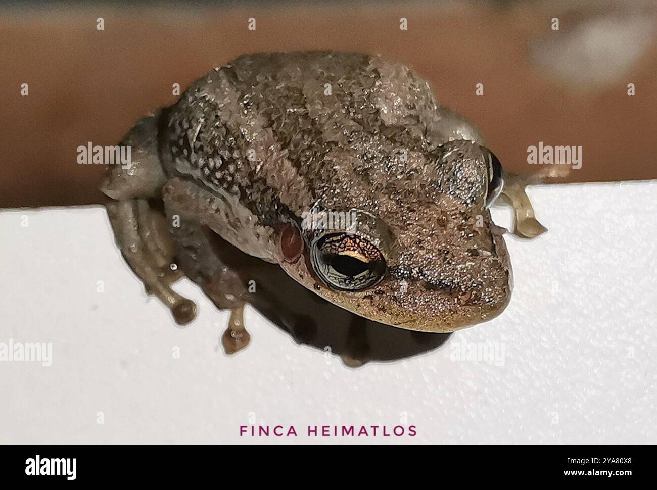 Red Snouted Tree Frog (Scinax ruber) Amphibia Stock Photo - Alamy