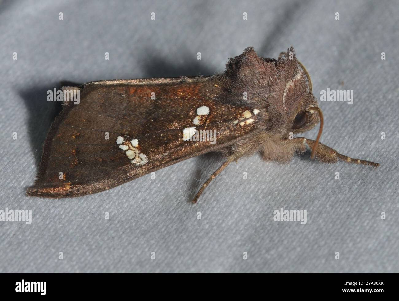 Ironweed Borer Moth (Papaipema cerussata) Insecta Stock Photo - Alamy