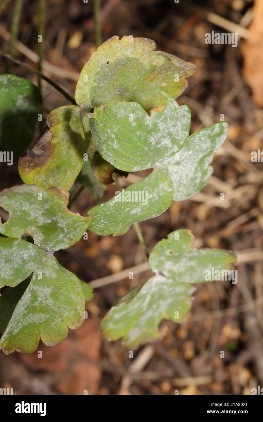 Columbine Powdery Mildew (Erysiphe aquilegiae aquilegiae) Fungi Stock ...