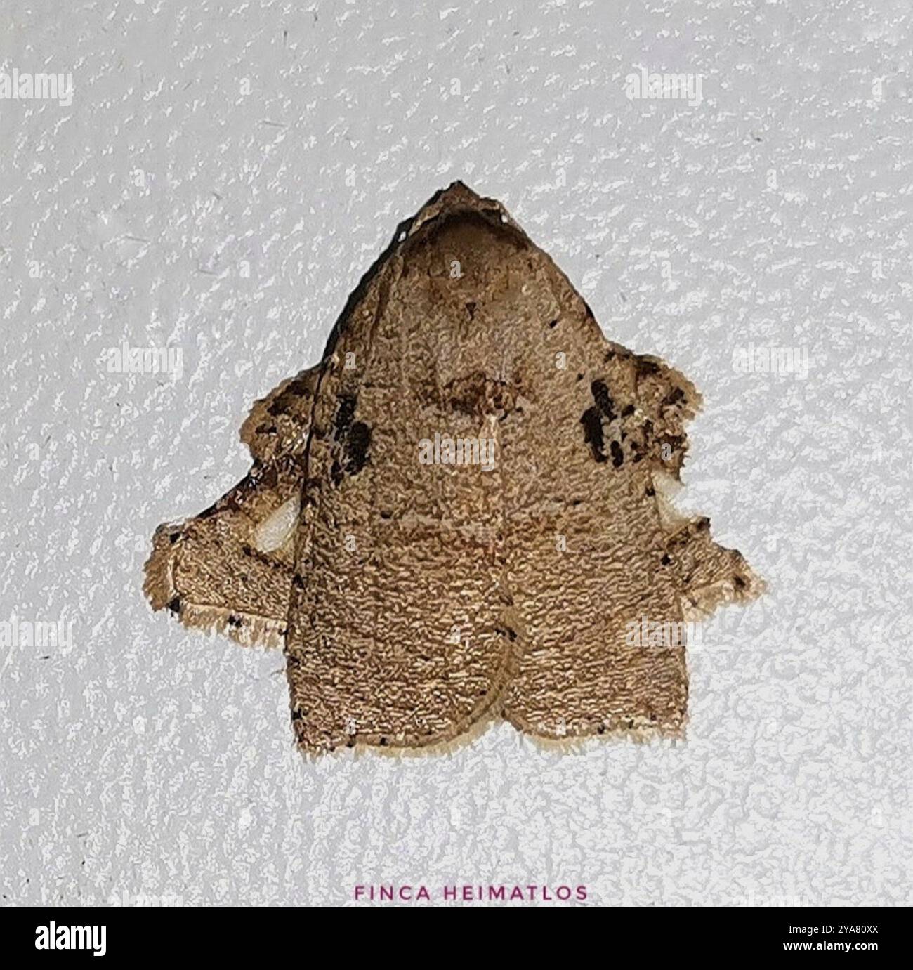 Flat-bodied moths (Depressariidae) Insecta Stock Photo - Alamy