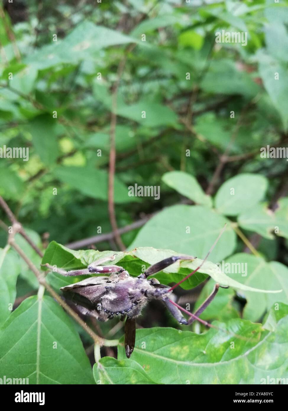 North American Wheel Bug (Arilus cristatus) Insecta Stock Photo - Alamy