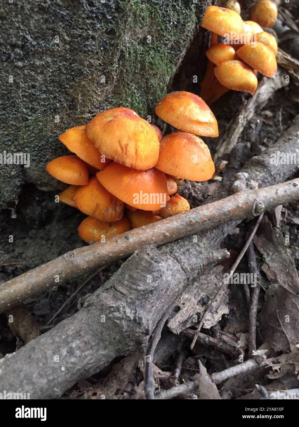 orange mycena (Mycena leaiana) Fungi Stock Photo - Alamy
