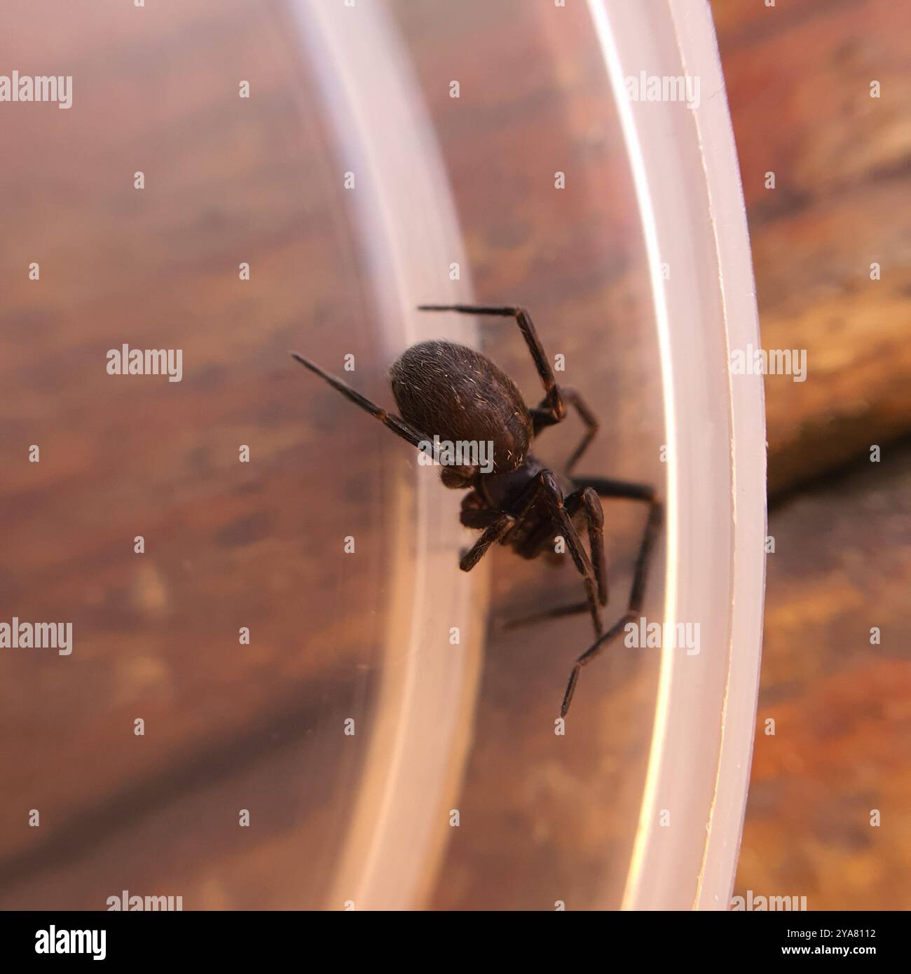 Badumna longinqua hi-res stock photography and images - Alamy