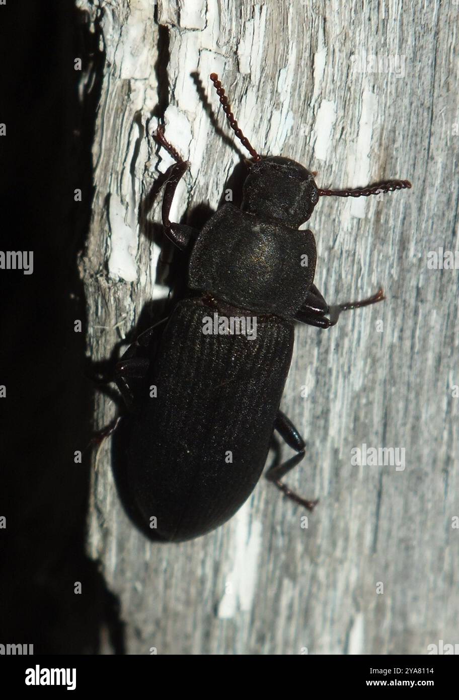 Dark Mealworm (Tenebrio obscurus) Insecta Stock Photo - Alamy