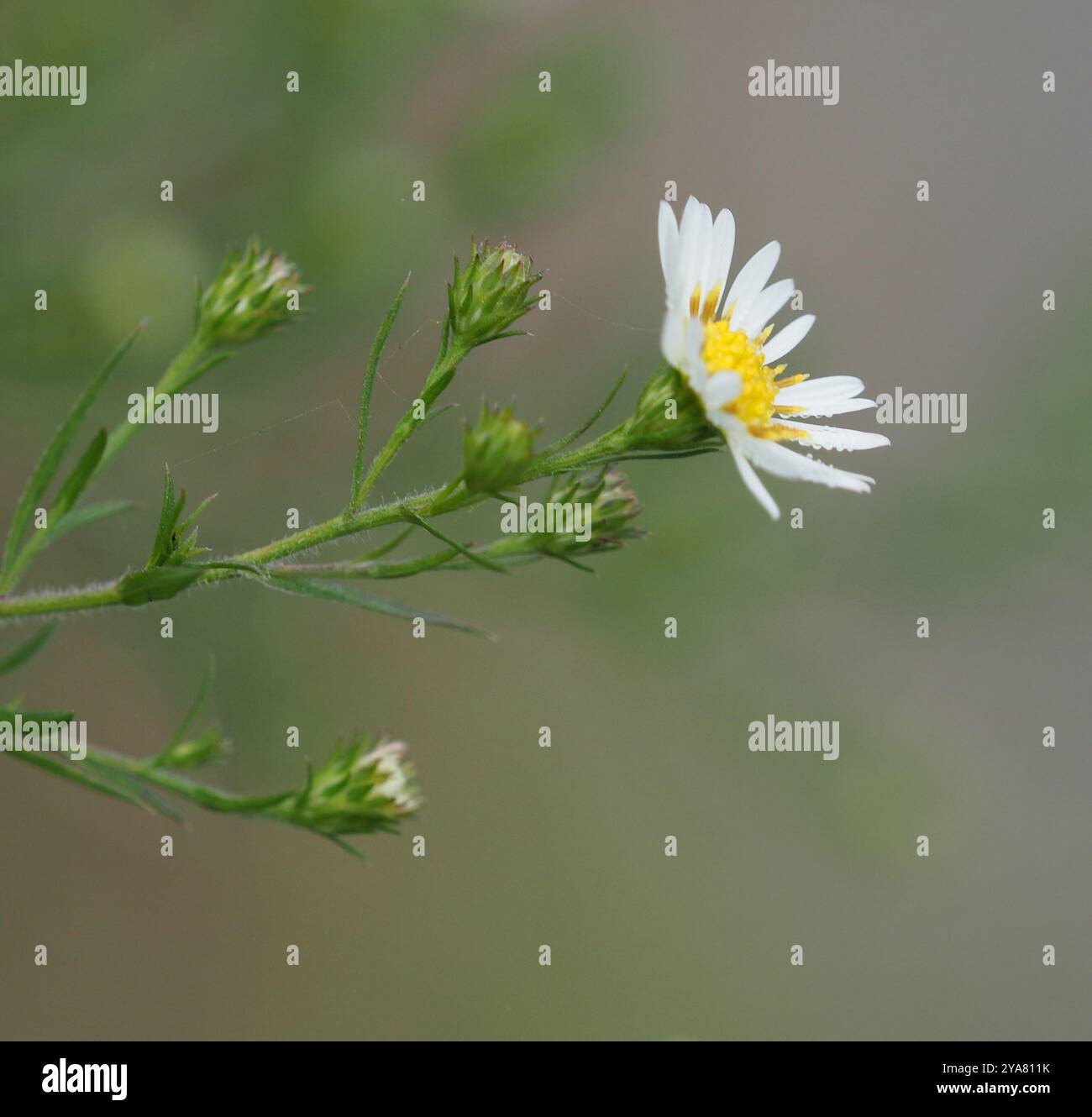 hairy white oldfield aster (Symphyotrichum pilosum) Plantae Stock Photo - Alamy