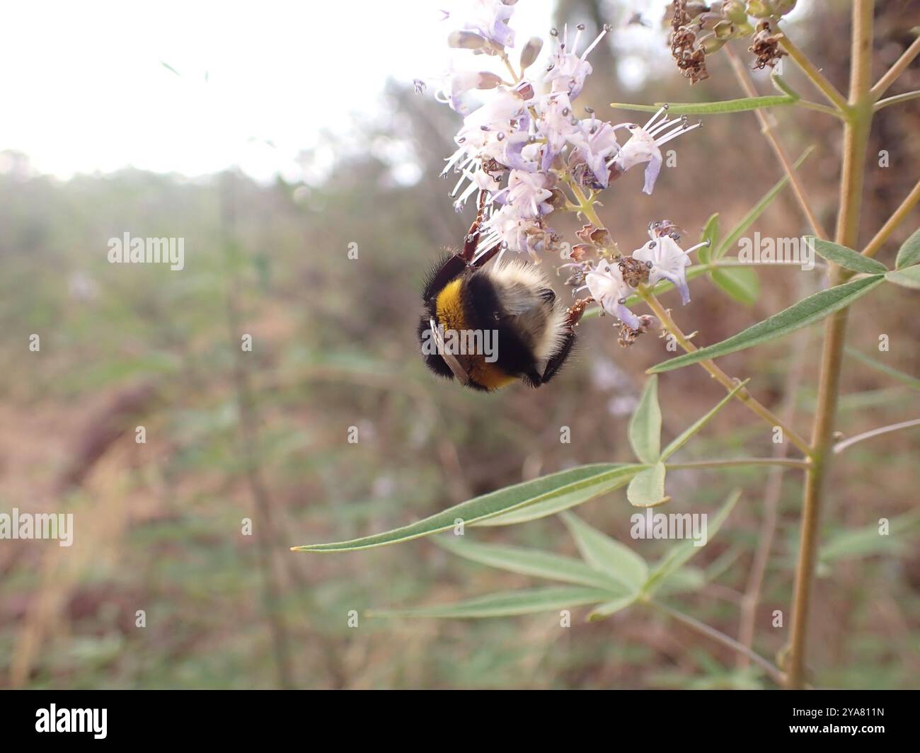 Buff-tailed Bumble Bee (Bombus terrestris) Insecta Stock Photo - Alamy