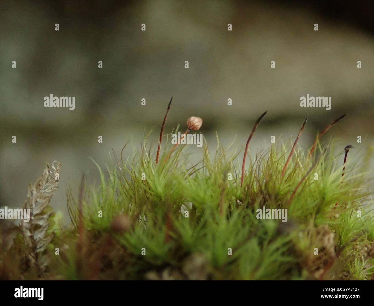 Common Apple-moss (Bartramia pomiformis) Plantae Stock Photo - Alamy