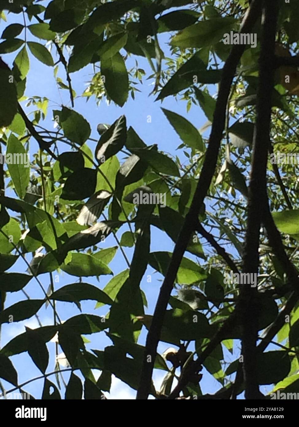Narrow-leaved Ash (Fraxinus angustifolia) Plantae Stock Photo - Alamy