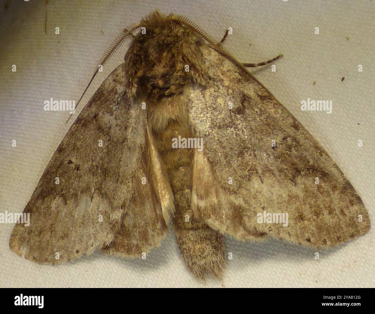 Variable Oakleaf Caterpillar Moth (Lochmaeus manteo) Insecta Stock ...