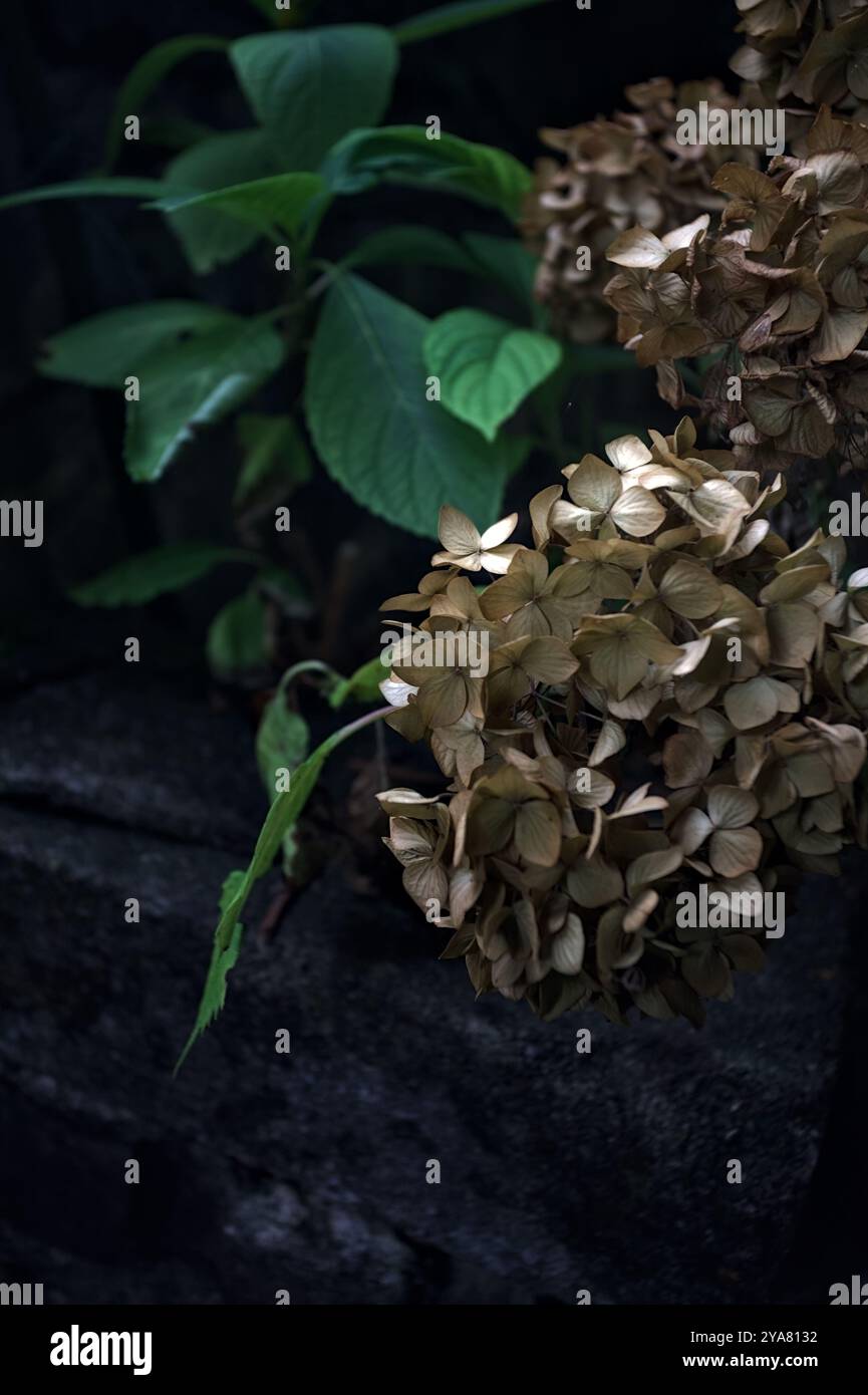 Withered hydrangeas in the shade seen up close Stock Photo - Alamy