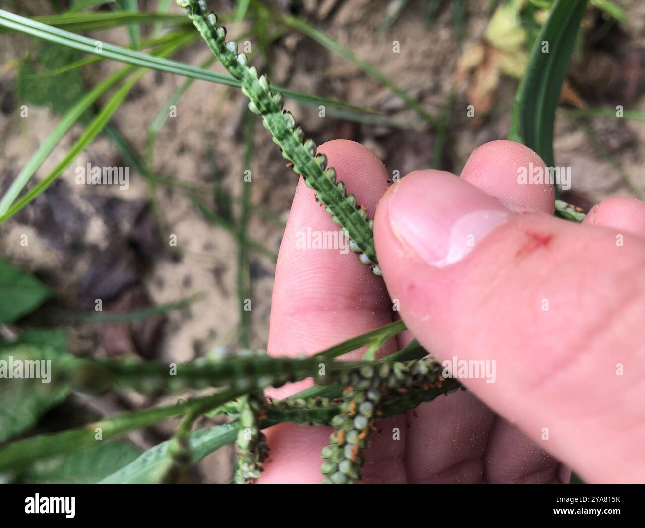 bull crowngrass (Paspalum boscianum) Plantae Stock Photo - Alamy