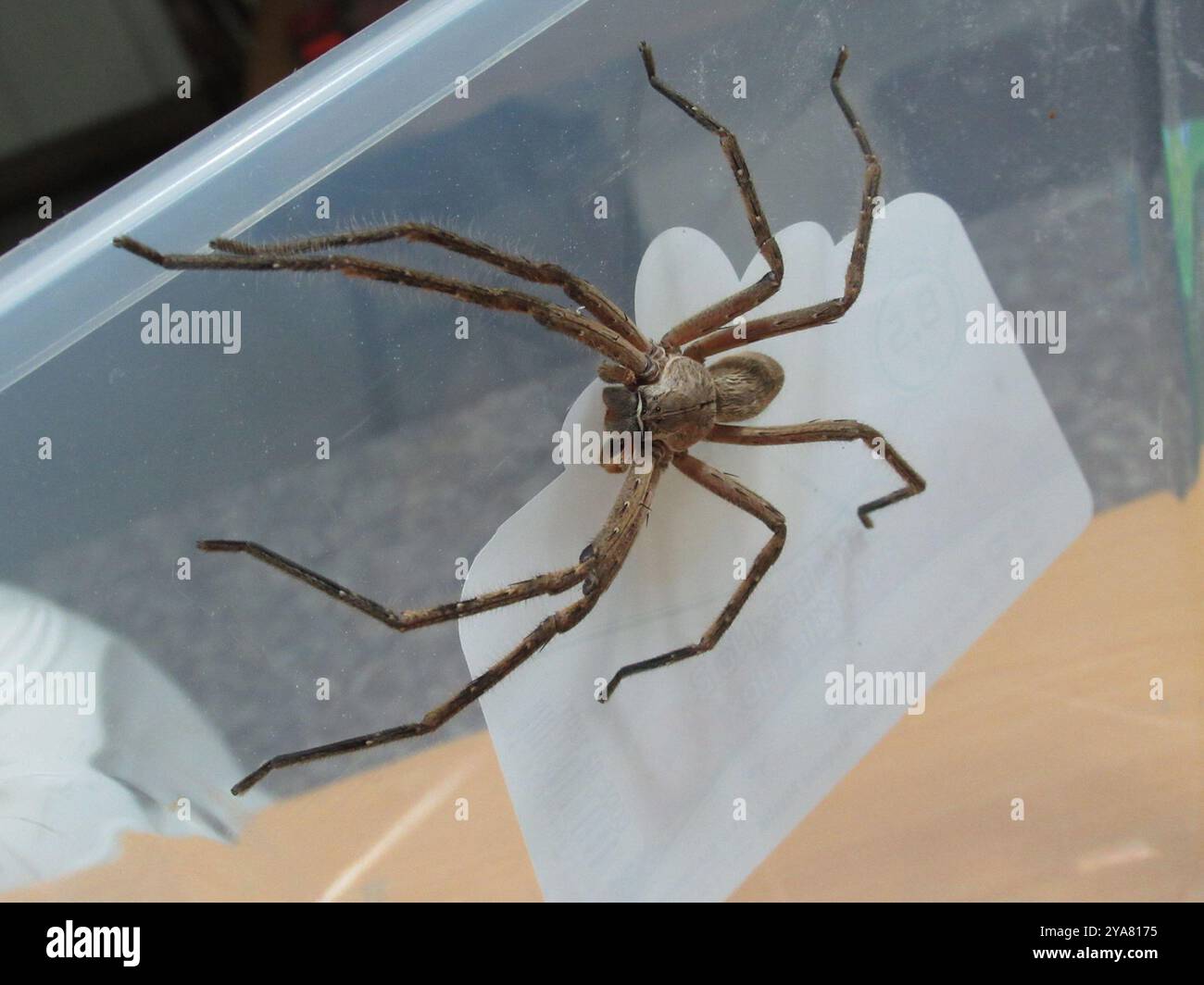 Rain Spiders (Palystes) Arachnida Stock Photo - Alamy