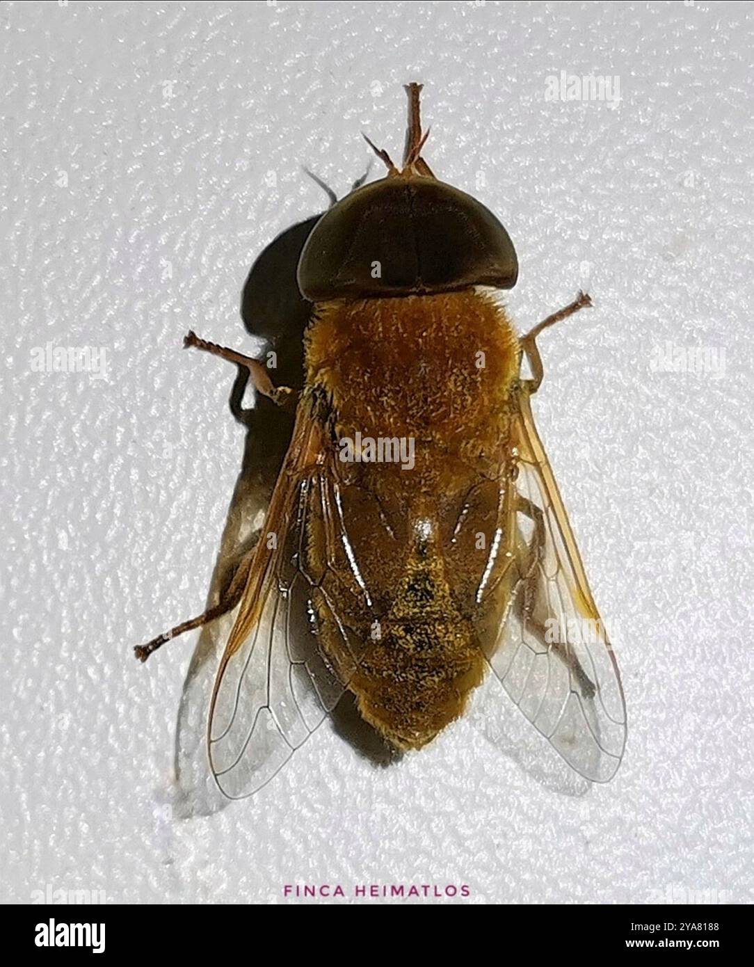 Horse and Deer Flies (Tabanidae) Insecta Stock Photo - Alamy