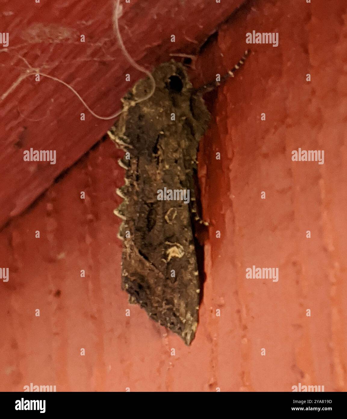Kidney-spotted Rustic Moth (Helotropha reniformis) Insecta Stock Photo ...