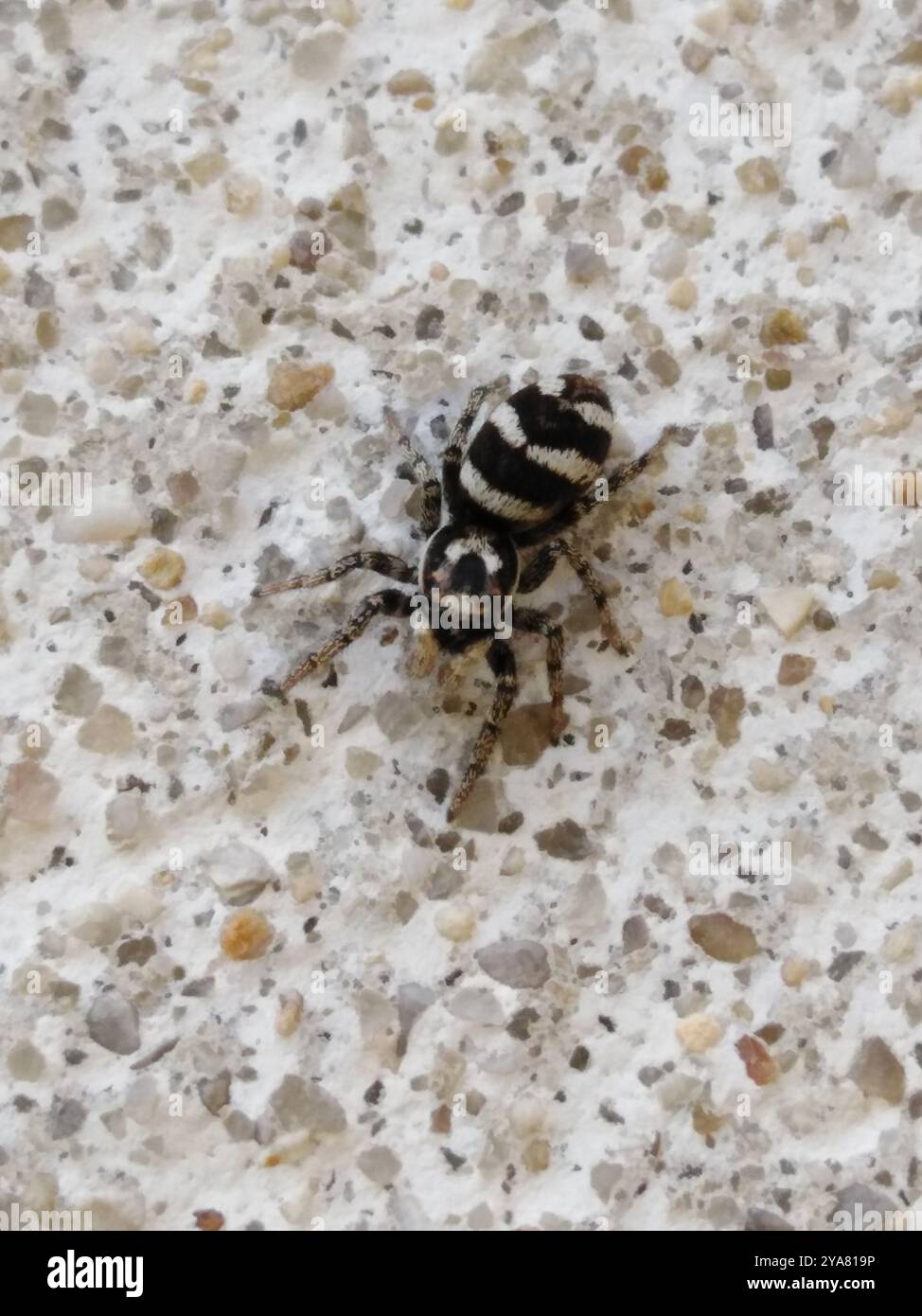 Zebra Jumping Spider (Salticus scenicus) Arachnida Stock Photo - Alamy