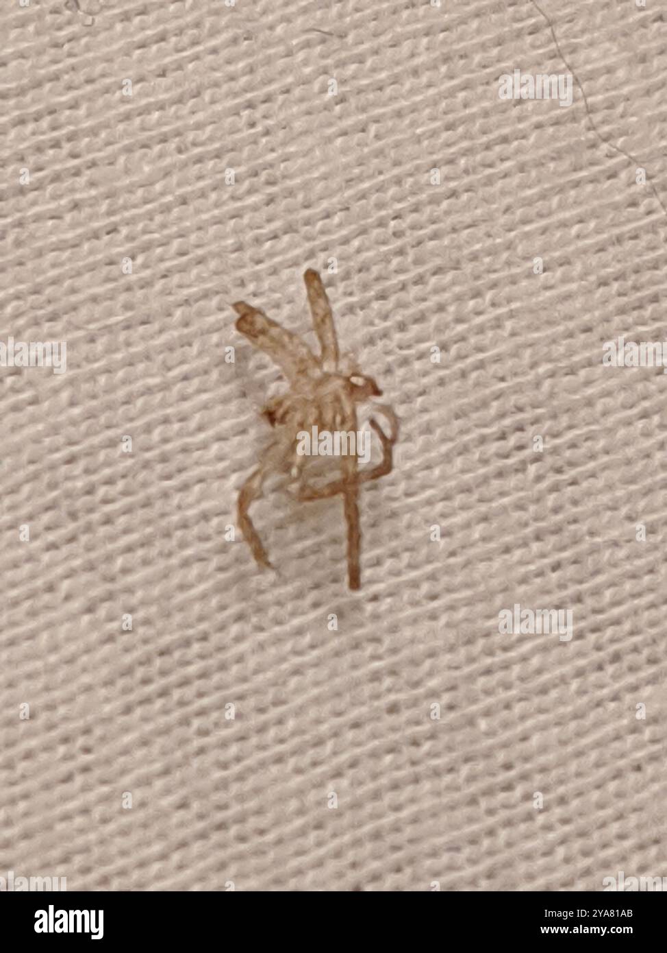 Typical Spiders (Araneomorphae) Arachnida Stock Photo - Alamy