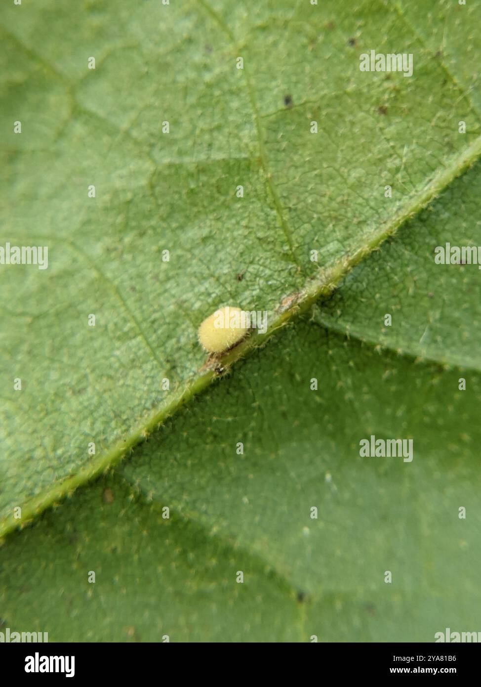 Oak Gall Wasps (Cynipini) Insecta Stock Photo - Alamy
